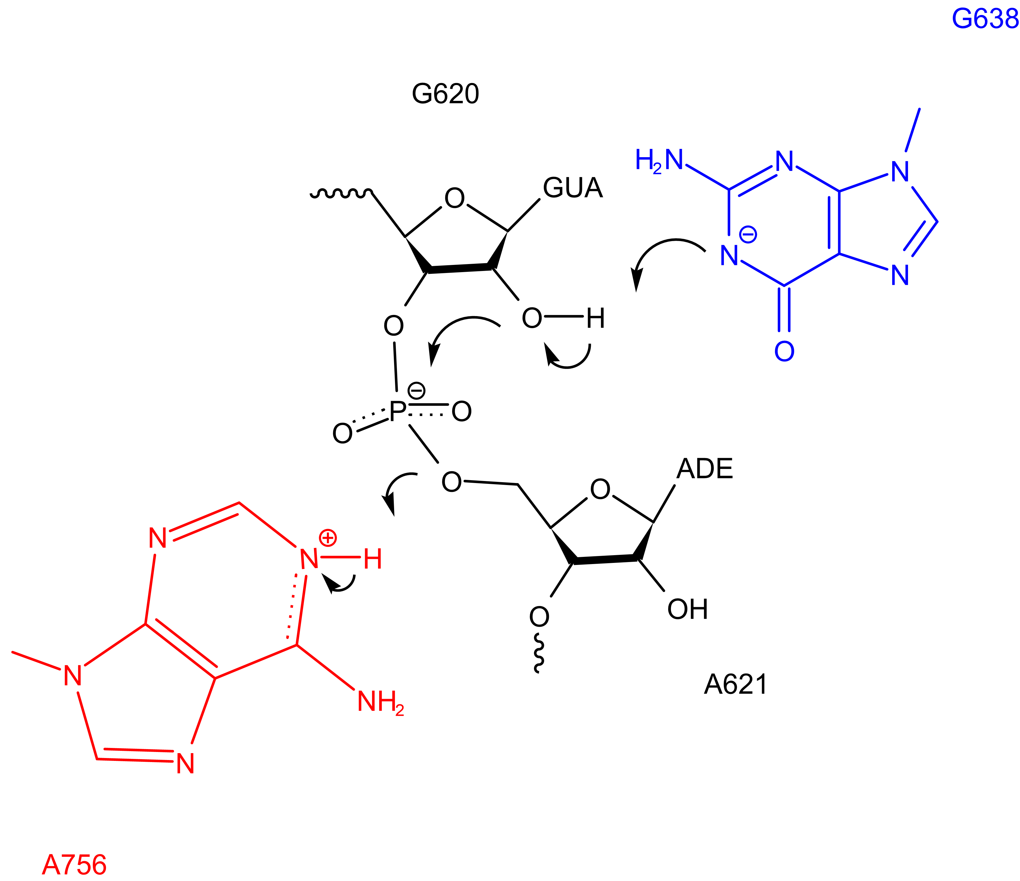 VS ribozyme